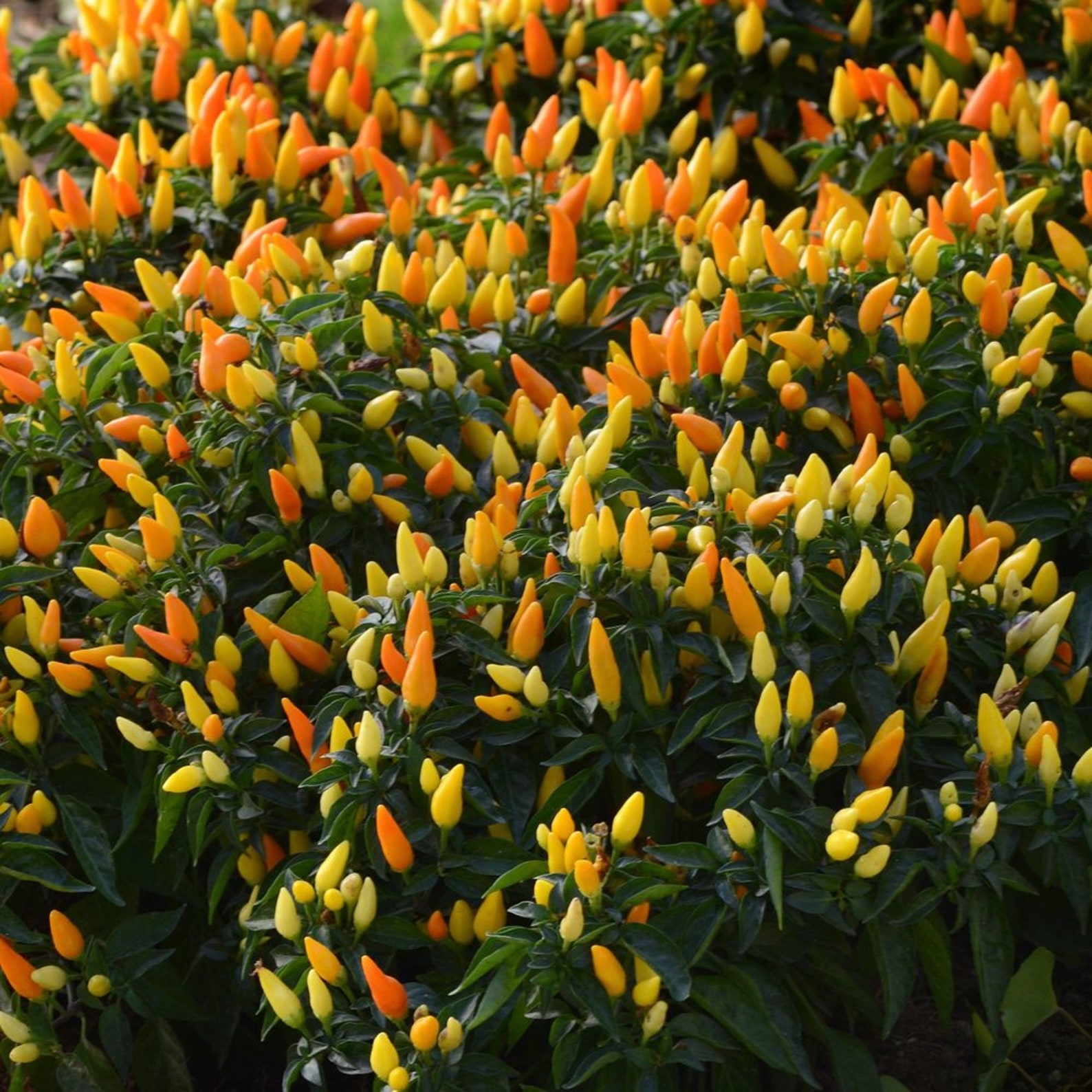 Sedona Sun Pepper (great for Cooking) - Etsy