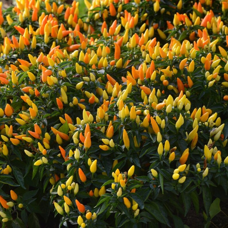 Sedona Sun Pepper (great for Cooking) - Etsy