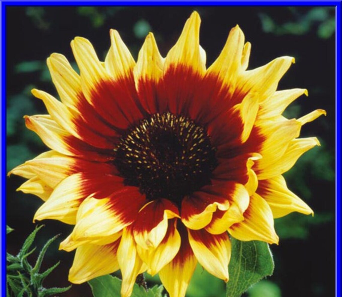 Magic Roundabout Sunflower Seeds (loads of Small Heads) - Etsy