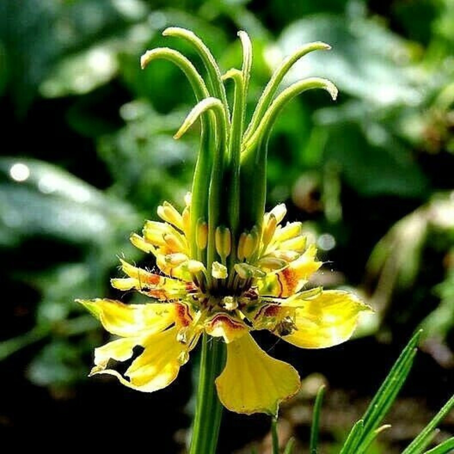Love in a Mist Transformers nigella Orientalis - Etsy