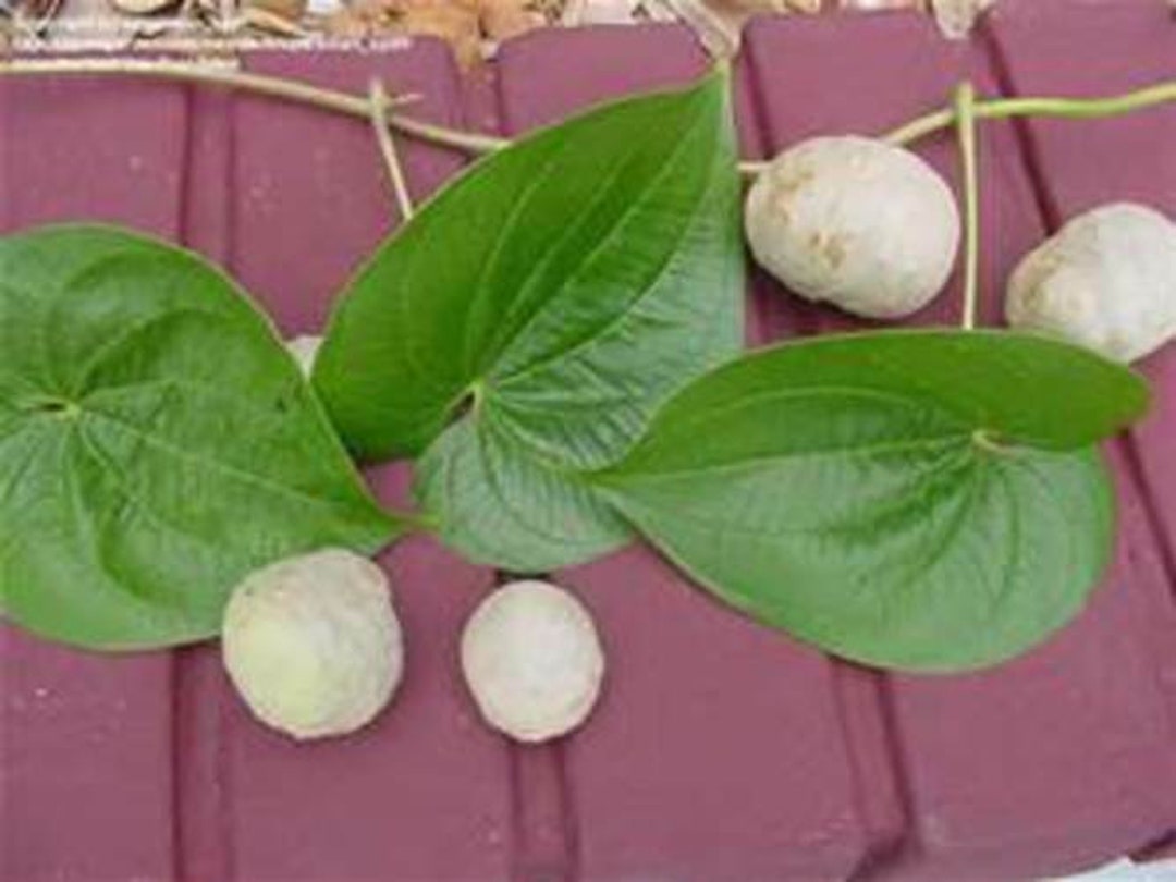 8 Ornamental Tiny Air Potato Vine Potato Pods - Etsy