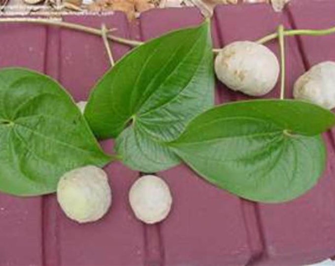 8 Ornamental Tiny Air Potato Vine Potato Pods - Etsy