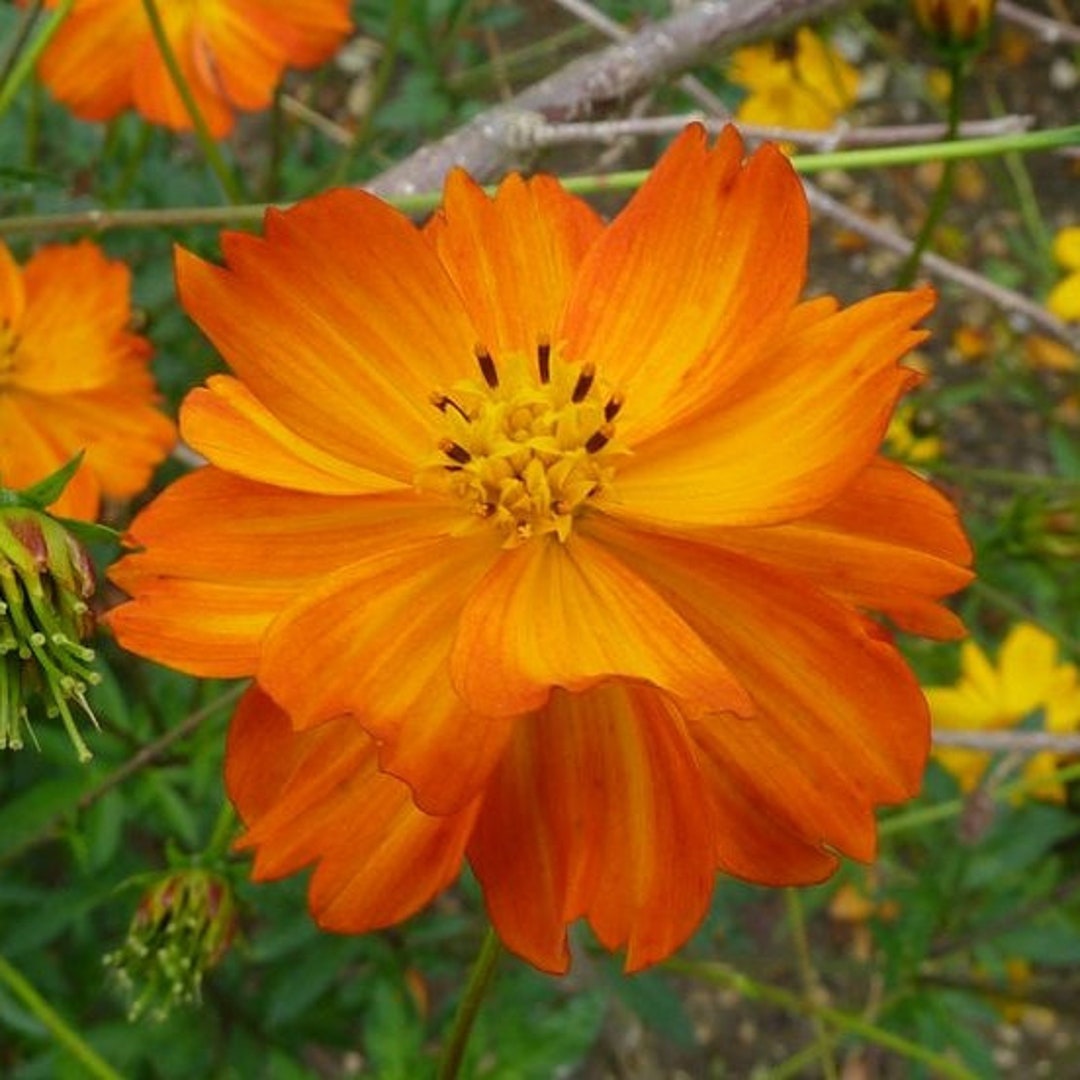 Cosmos- Sulphur Crest Orange Seeds - Etsy