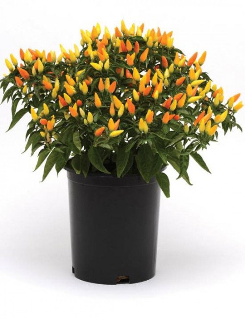 Sedona Sun Pepper (great for Cooking) - Etsy