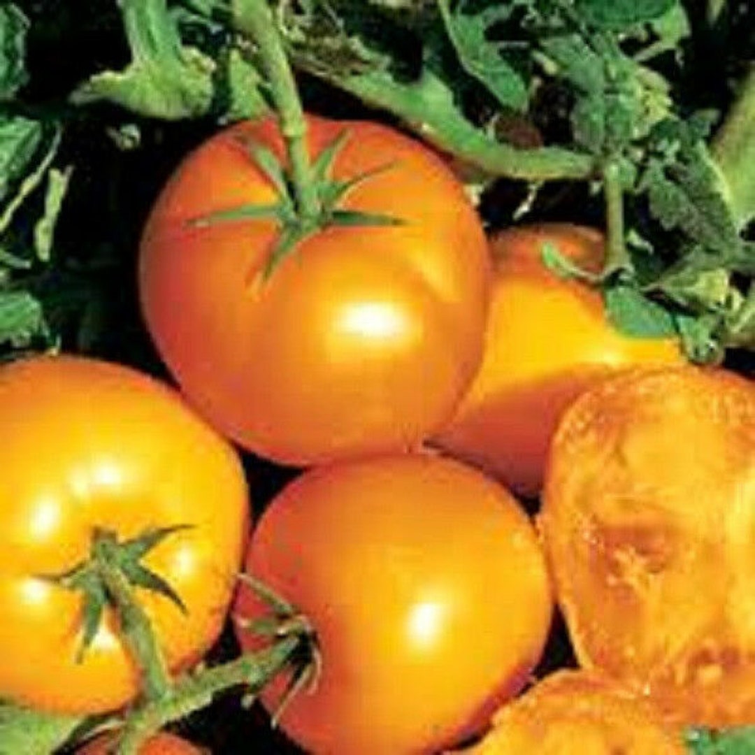 Golden Jubilee Tomato Seeds - Etsy