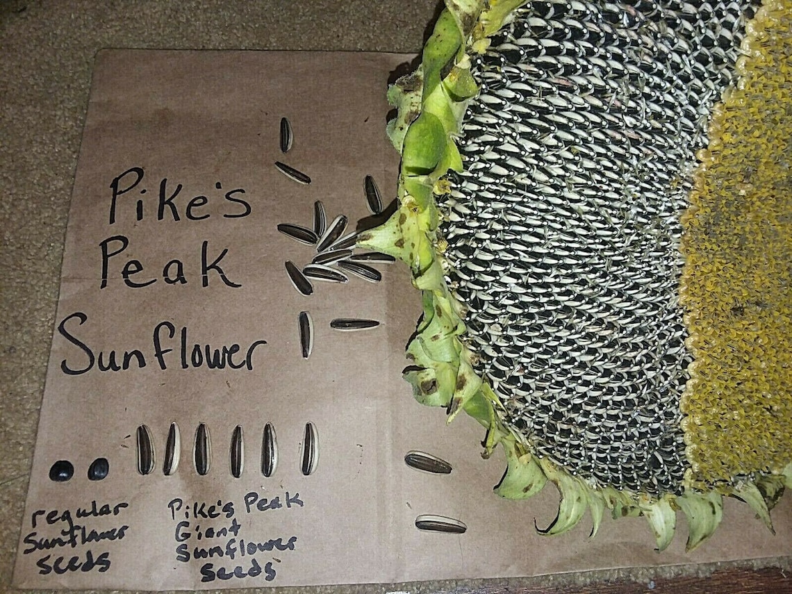 Pike's Peak Sunflower (giant Seeds) - Etsy