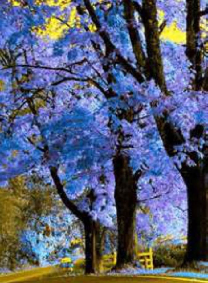 Royal Empress Tree! (foxglove Tree, Princess Tree) - Etsy