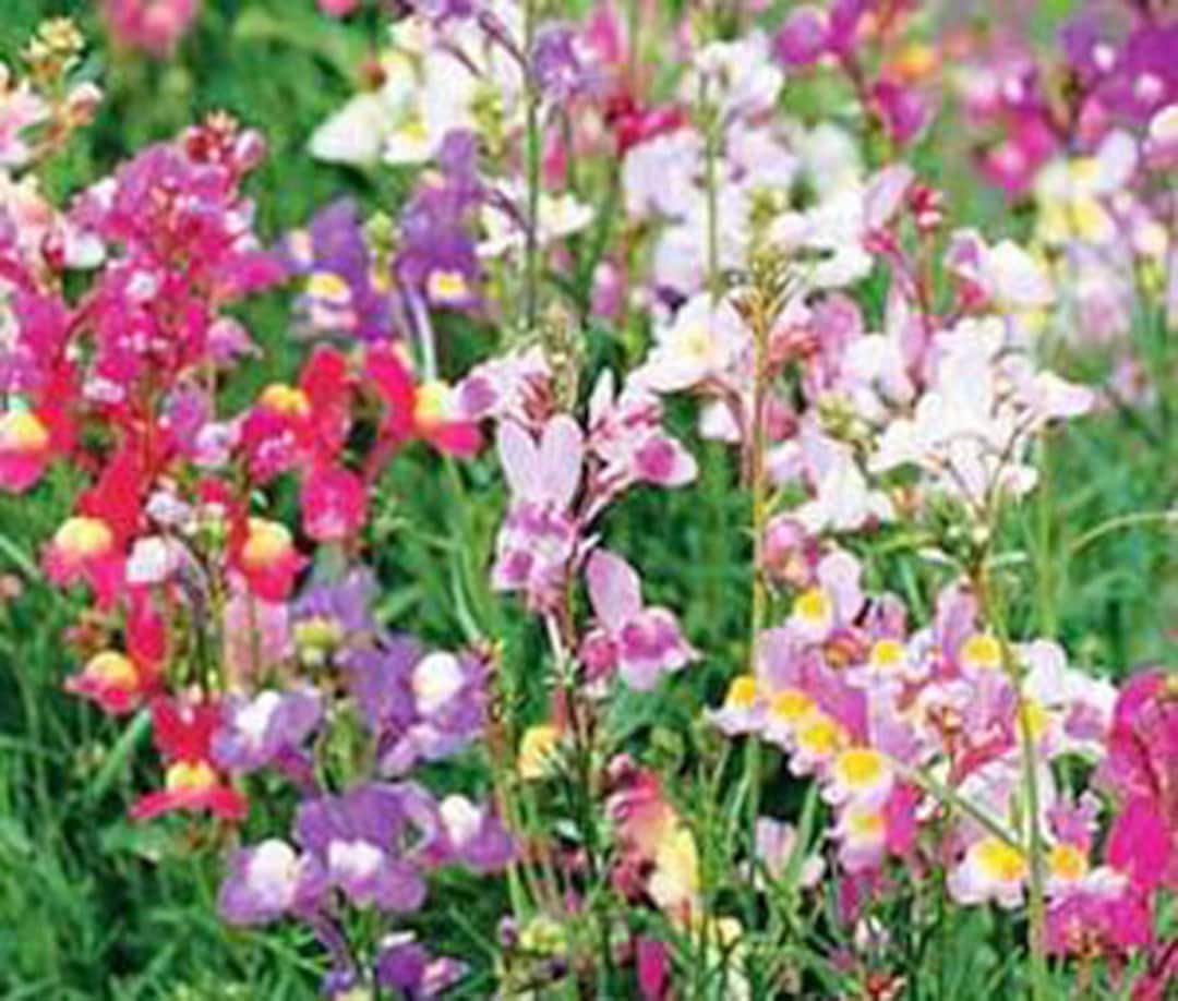 Spurred Snapdragon Seeds - Etsy