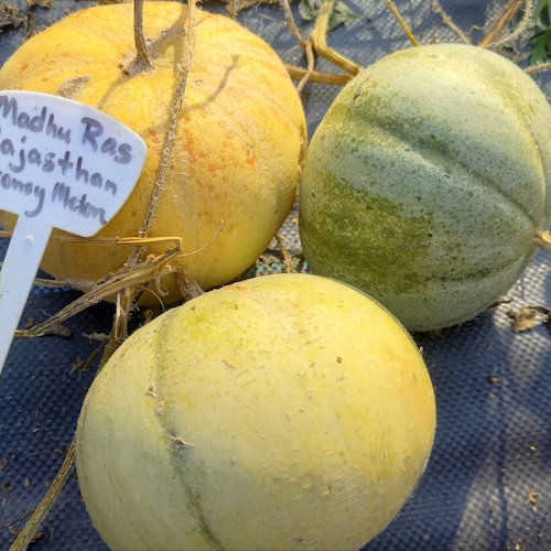 Madhu Ras Rajas Than Melon honey Melon - Etsy