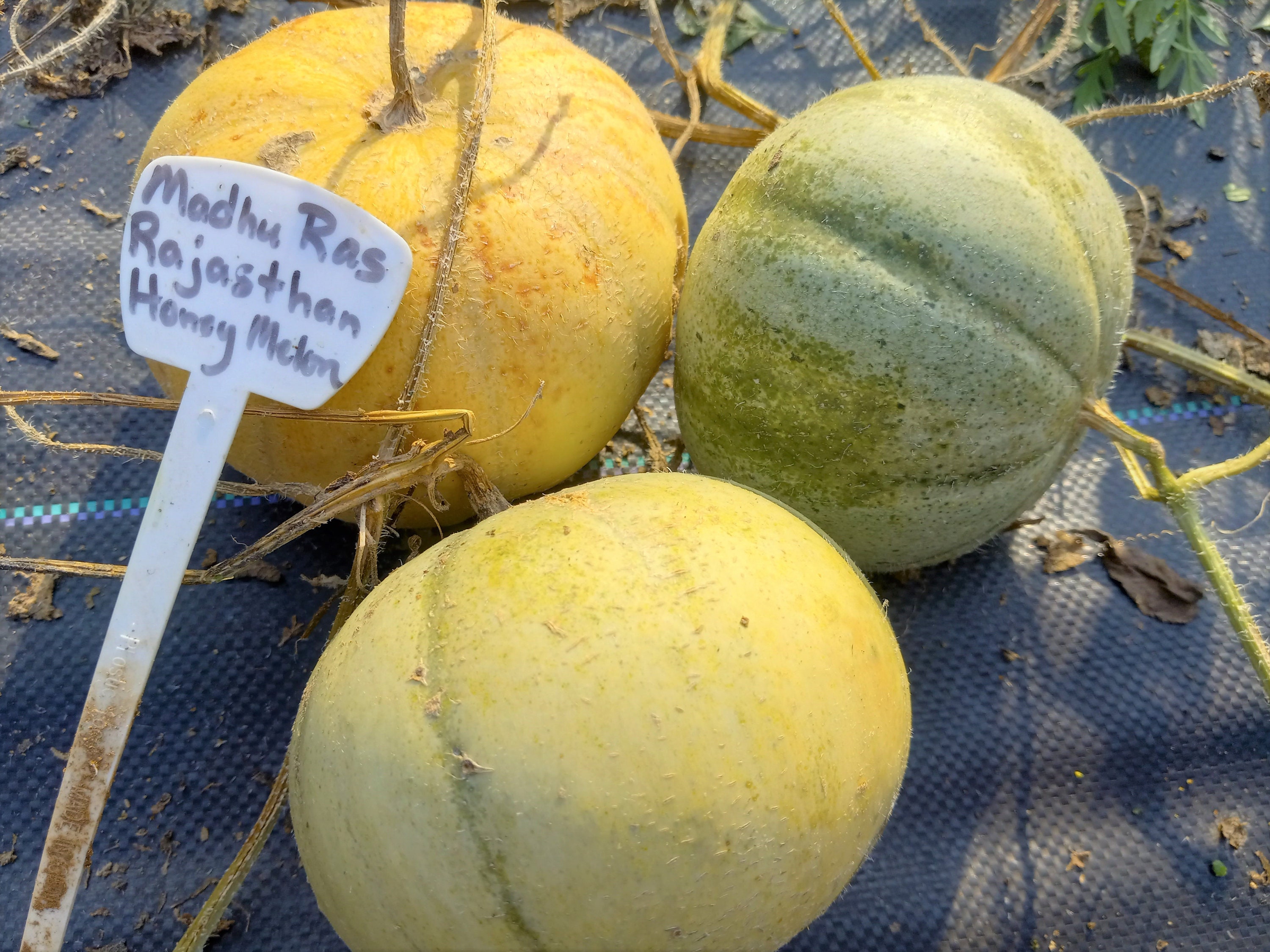 Madhu Ras Rajas Than Melon (honey Melon) - Etsy