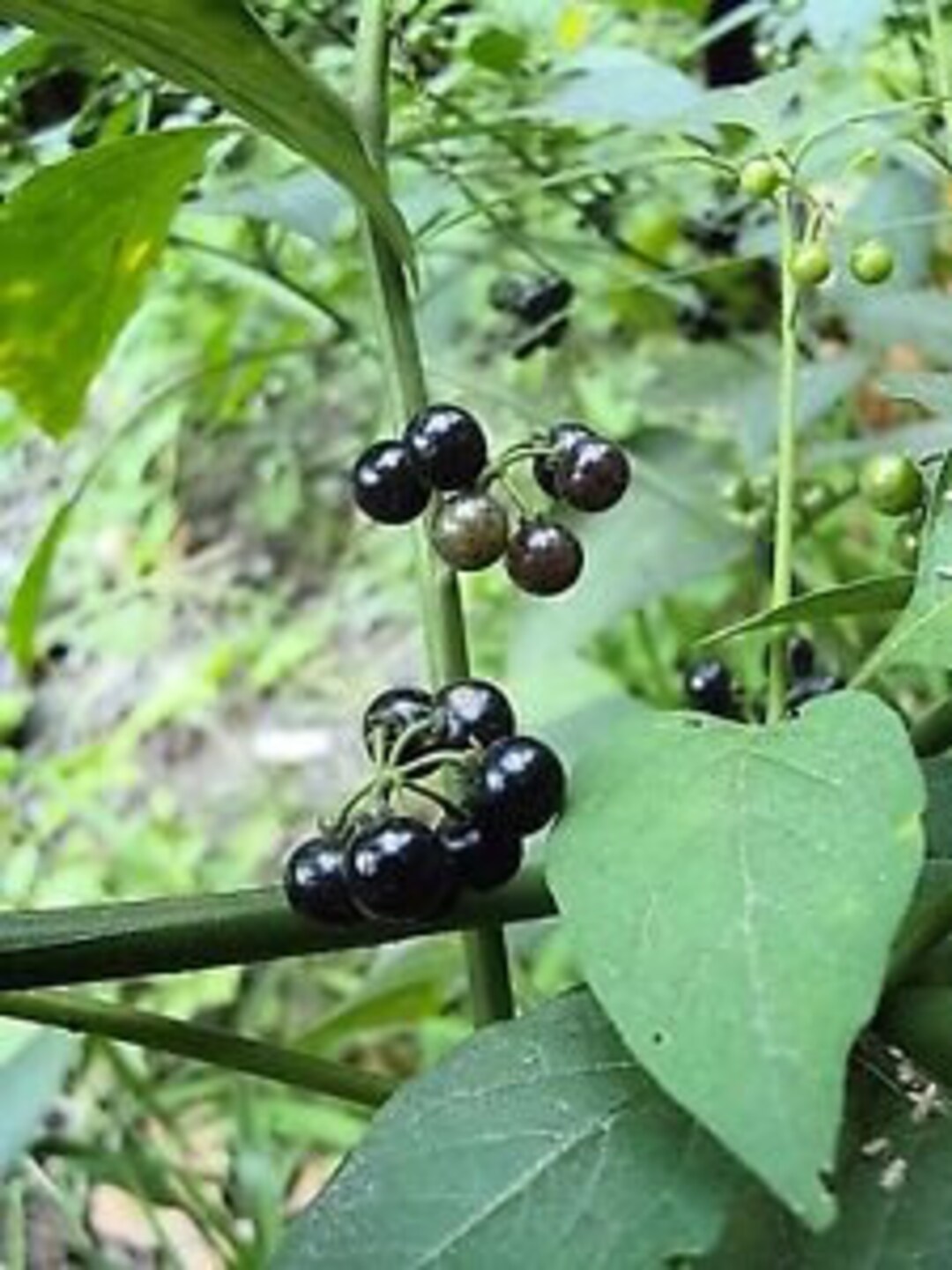 Wonderberry Seeds sunberry - Etsy