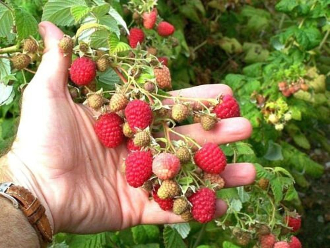 JUMBO Red Raspberry Bush Seeds BIG & SWEET - Etsy
