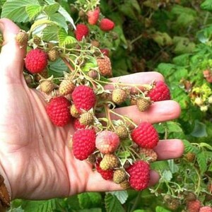 JUMBO Red Raspberry Bush Seeds BIG & SWEET - Etsy