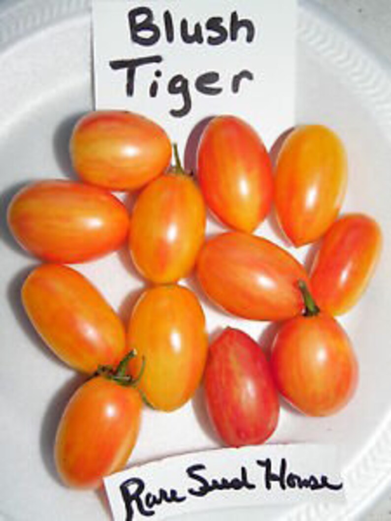 Blush Tiger Tomato Seeds - Etsy