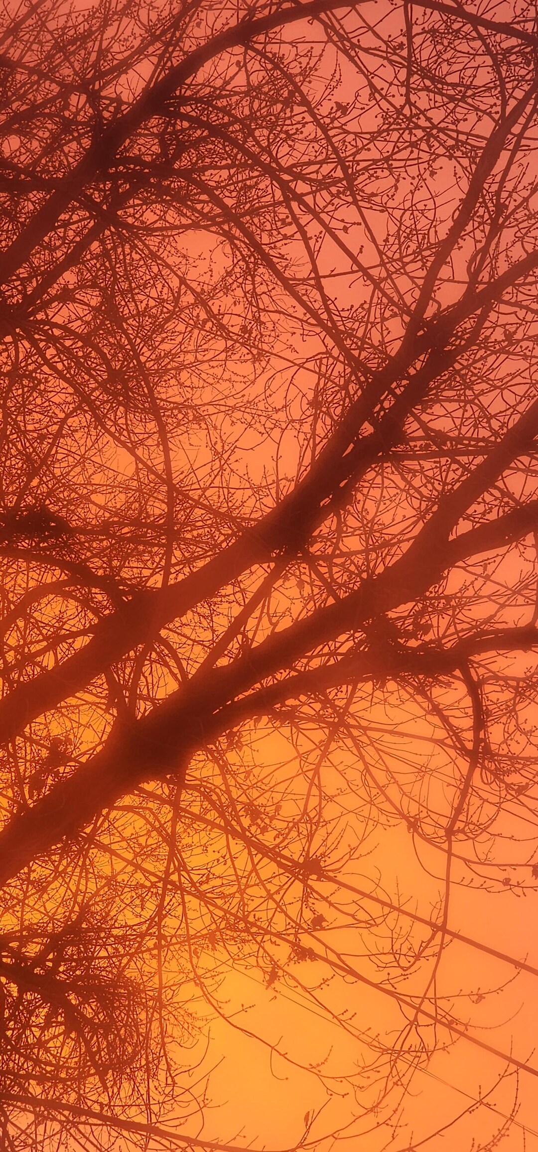 Sunset Trees Art Print: Natural Sunburn Sky - Etsy