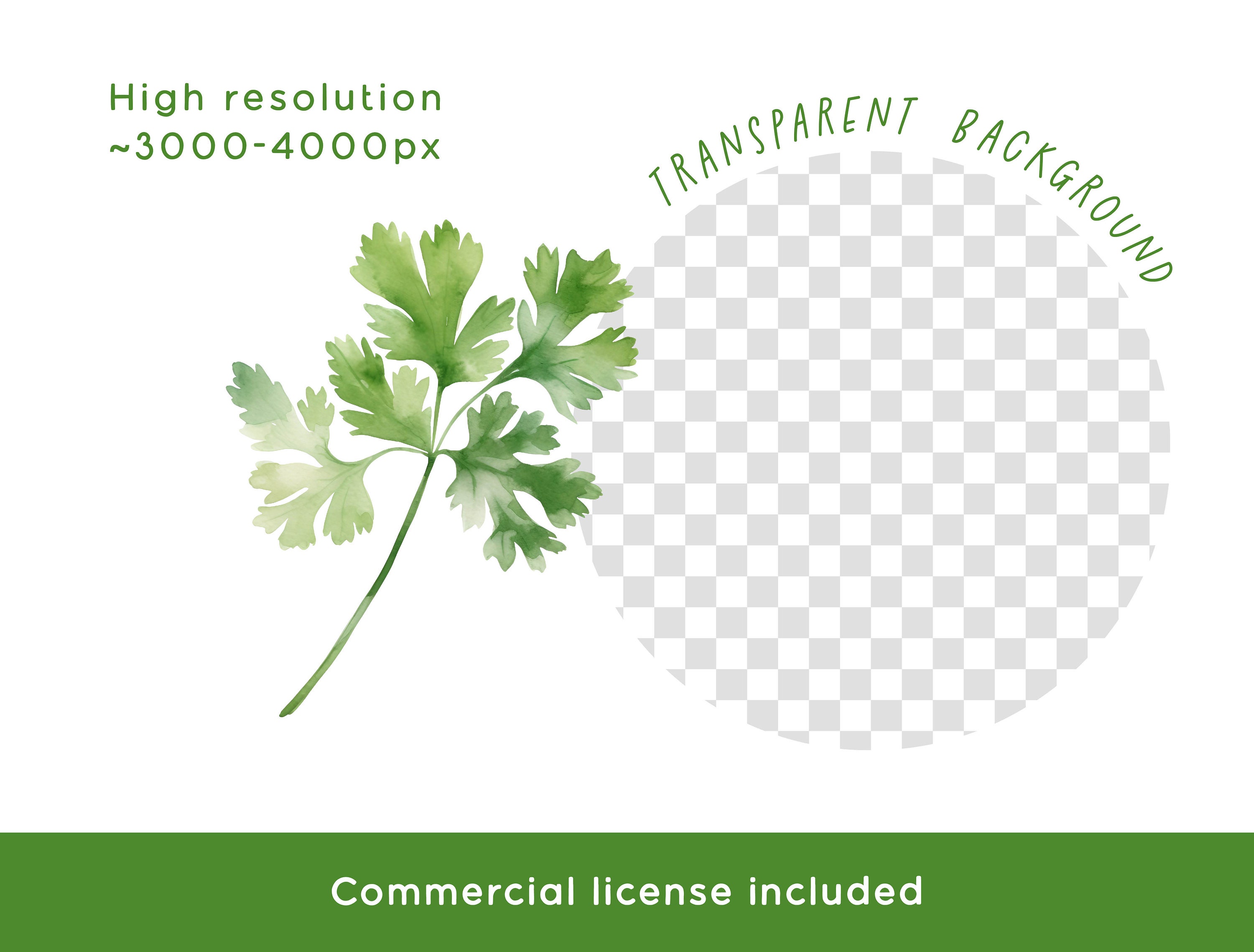 Herbs Clipart Bundle Hand Painted Spices Watercolor Garlic Parsley ...