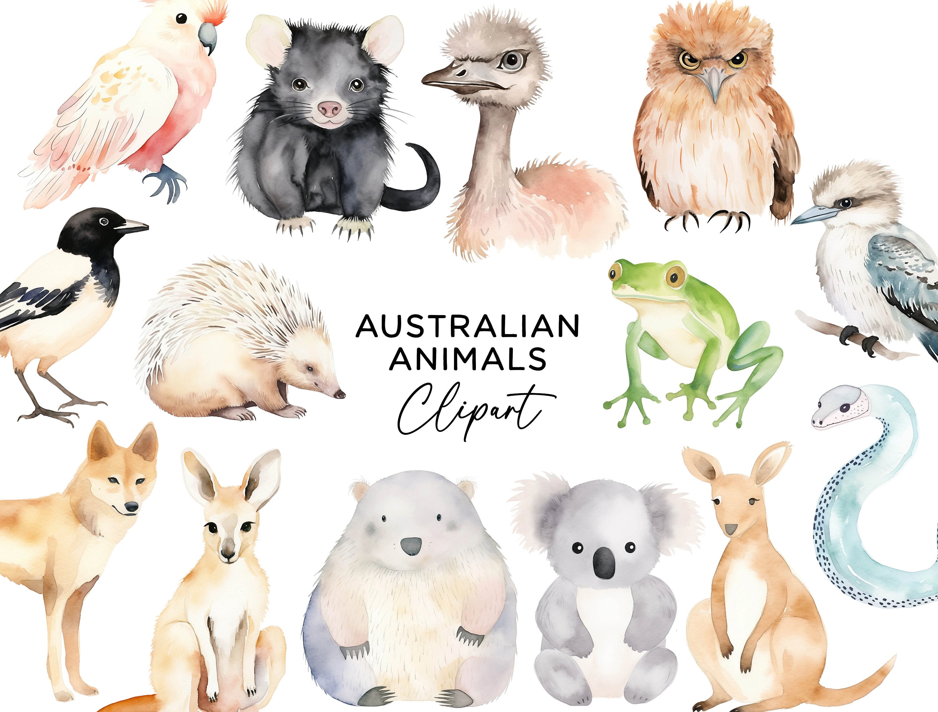 Australian Animal Clipart Bundle - Watercolor Aussie Wildlife PNG for ...
