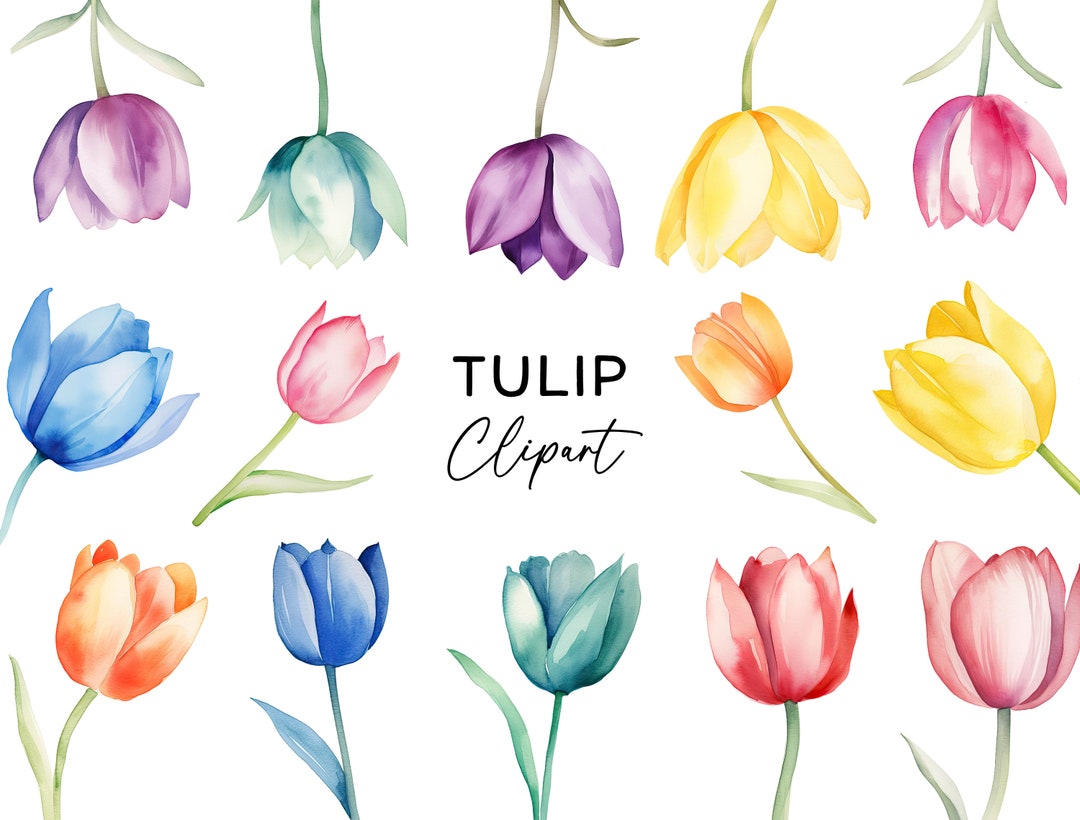 Tulip Clipart Bundle, Watercolor Floral Flower Tulips PNG Botanical Art ...