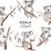 Koala Clipart, Watercolor Australian Zoo Animal PNG, Digital Download ...