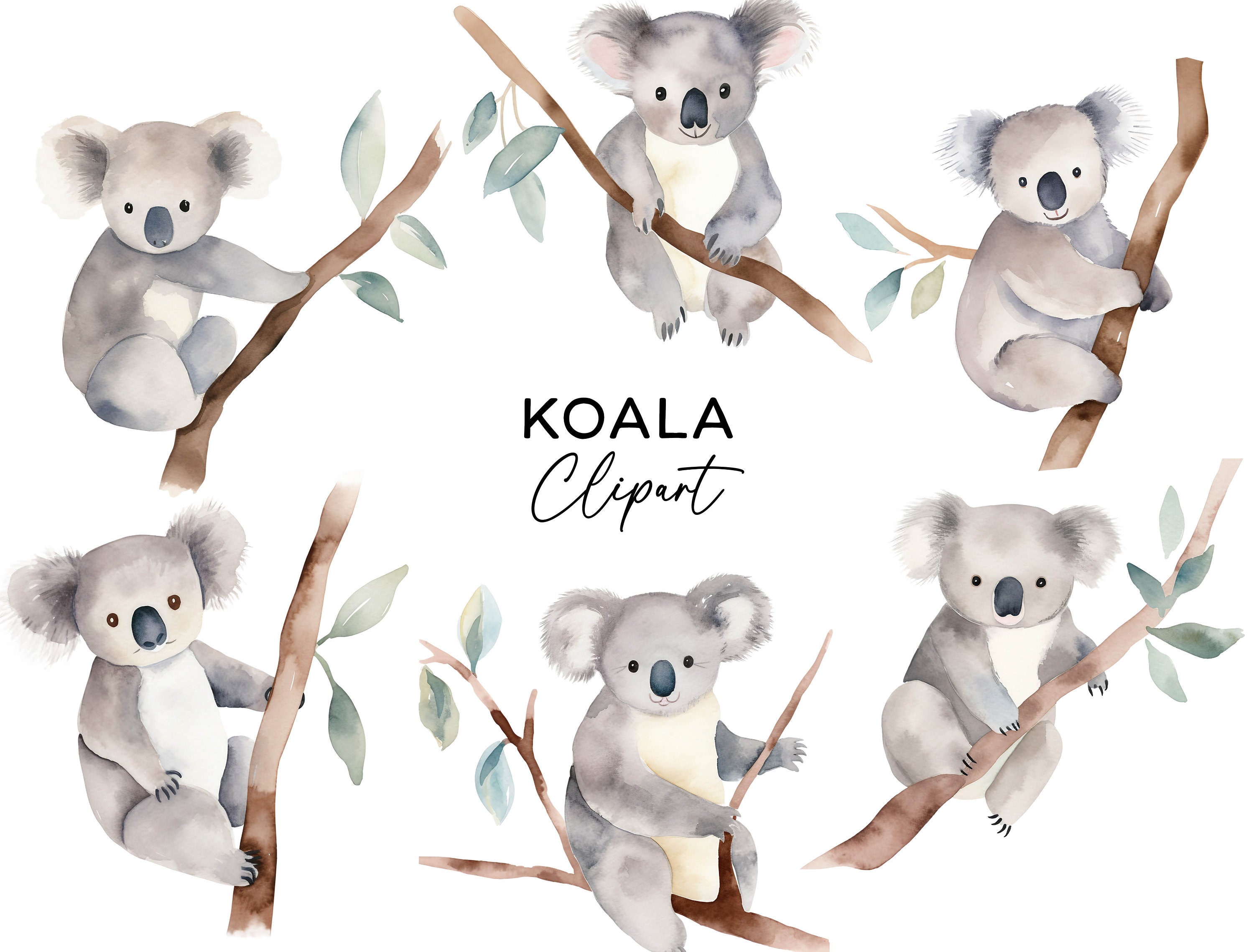 Koala Clipart, Watercolor Australian Zoo Animal PNG, Digital Download ...