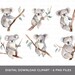 Koala Clipart, Watercolor Australian Zoo Animal PNG, Digital Download ...