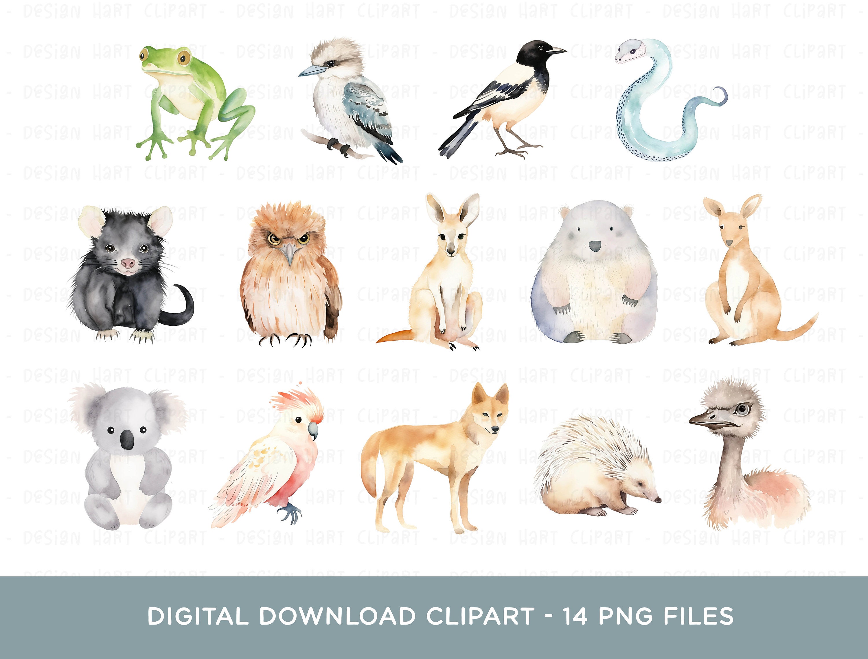 Australian Animal Clipart Bundle - Watercolor Aussie Wildlife PNG for ...