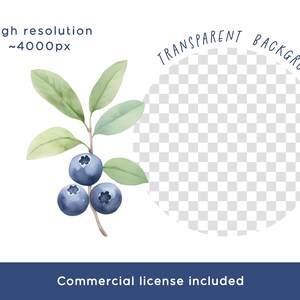 Blueberry Clipart Bundle Set, Watercolor PNG Graphics for Commercial ...
