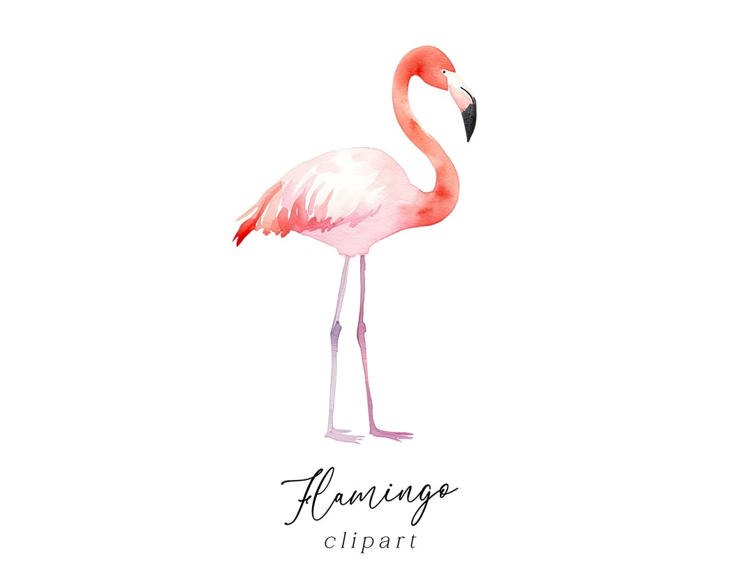 Pink Flamingo Clipart, Watercolor PNG Graphic for Commercial Use for ...