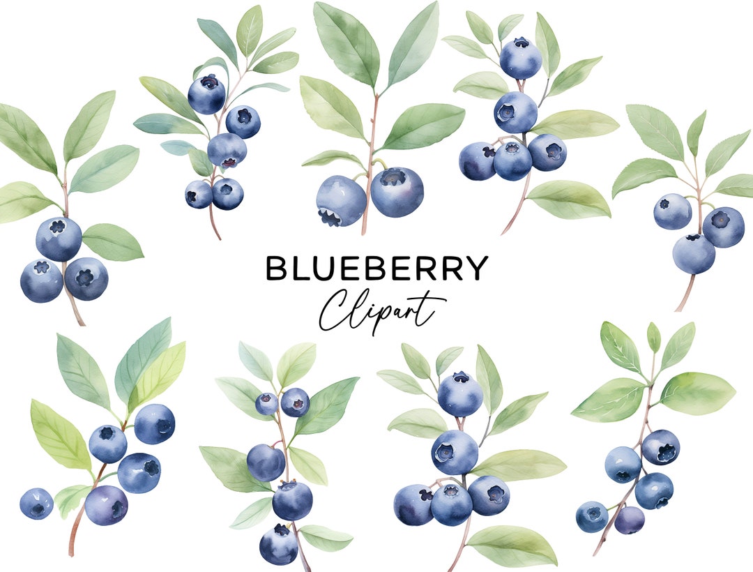 Blueberry Clipart Bundle Set, Watercolor PNG Graphics for Commercial ...
