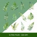 Watercolor Ferns Clipart Bundle, PNG Leaf Greenery for Wedding ...