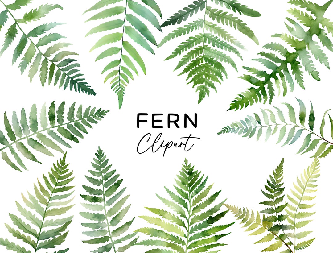 Watercolor Ferns Clipart Bundle, PNG Leaf Greenery for Wedding ...