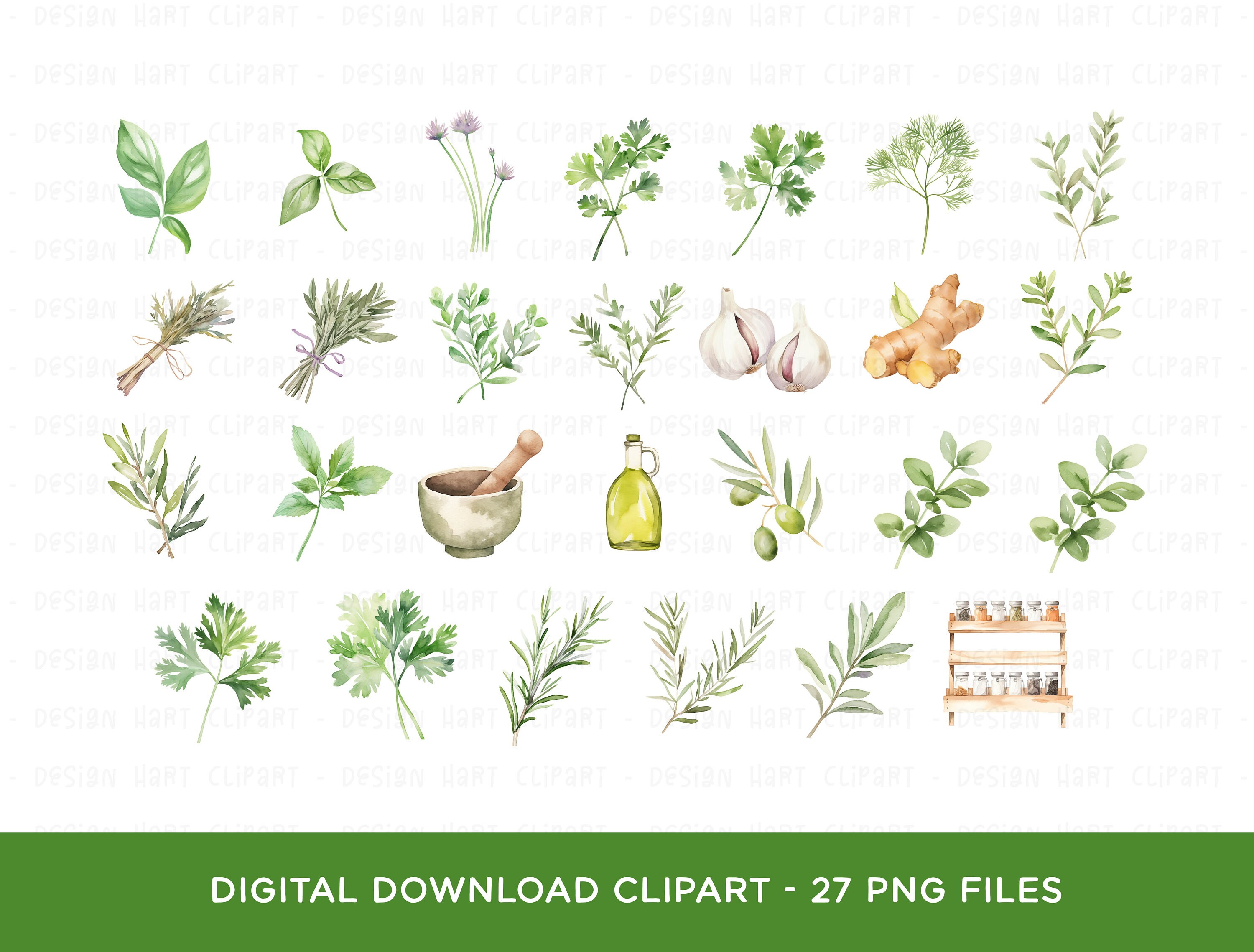 Herbs Clipart Bundle Hand Painted Spices Watercolor Garlic Parsley ...