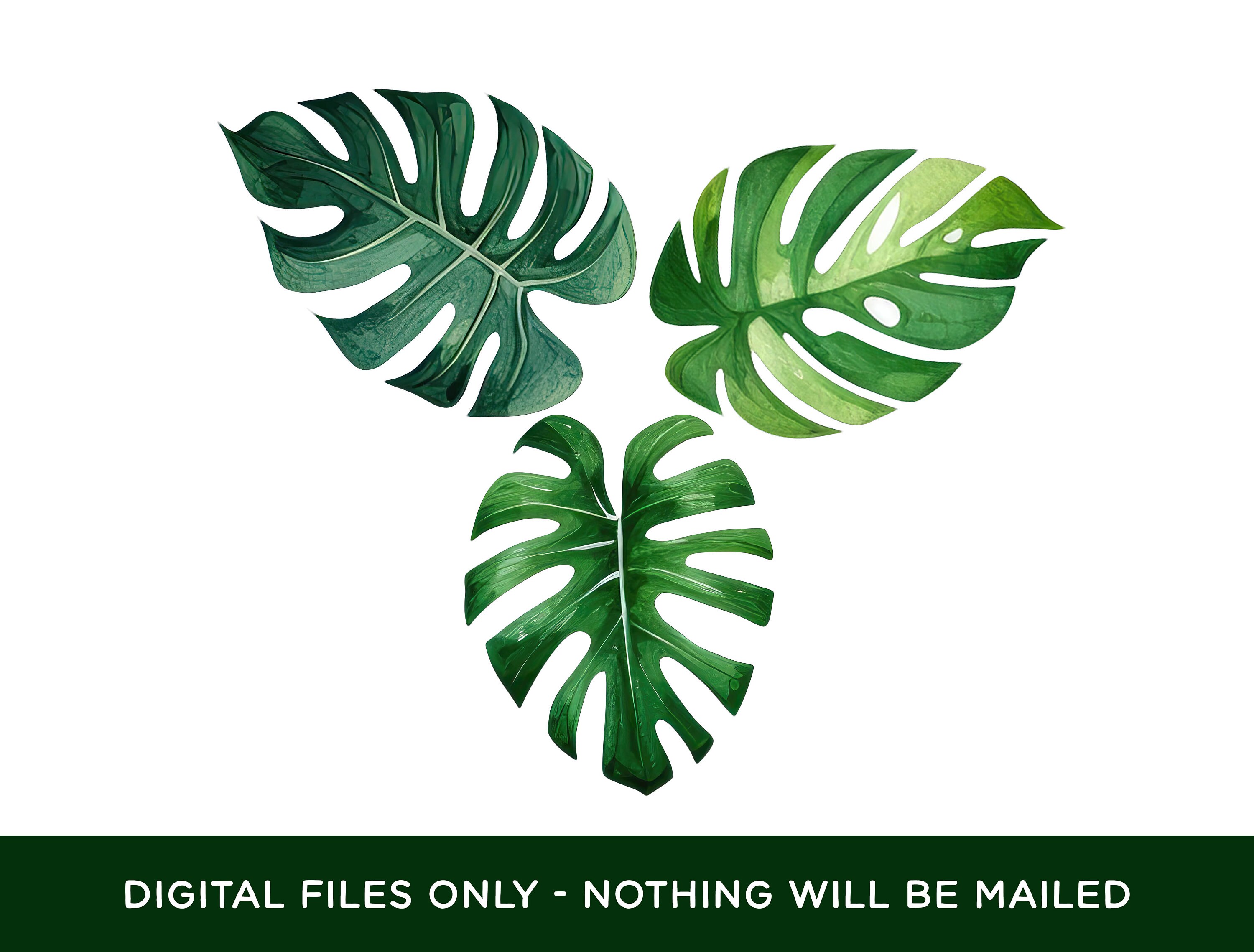 Monstera Leaf Clipart Bundle, Watercolor Greenery PNG Download Painted ...