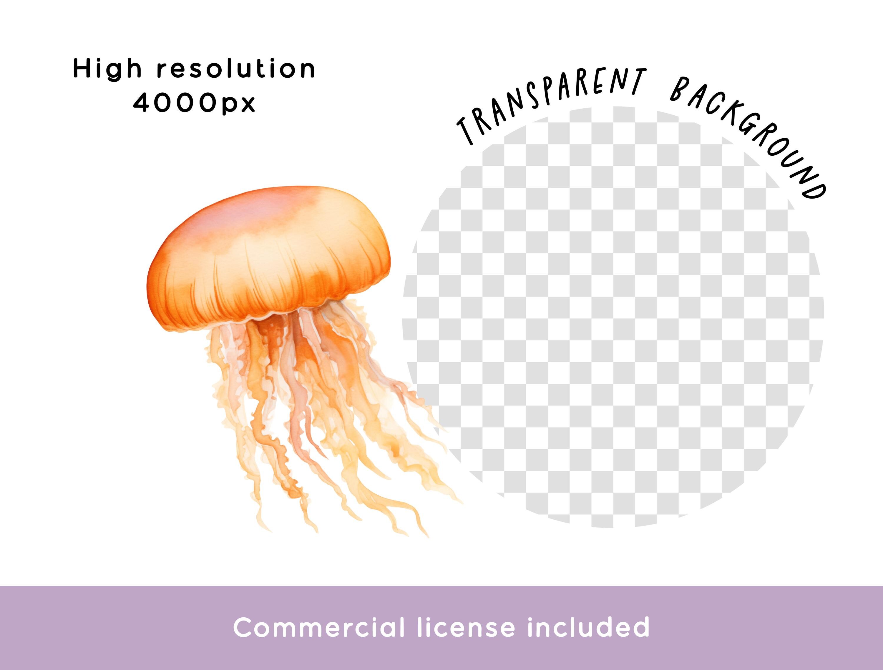 Jellyfish Clipart Bundle, PNG Graphics Digital Download Watercolor ...