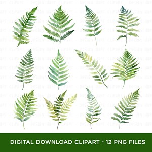 Watercolor Ferns Clipart Bundle, PNG Leaf Greenery for Wedding ...