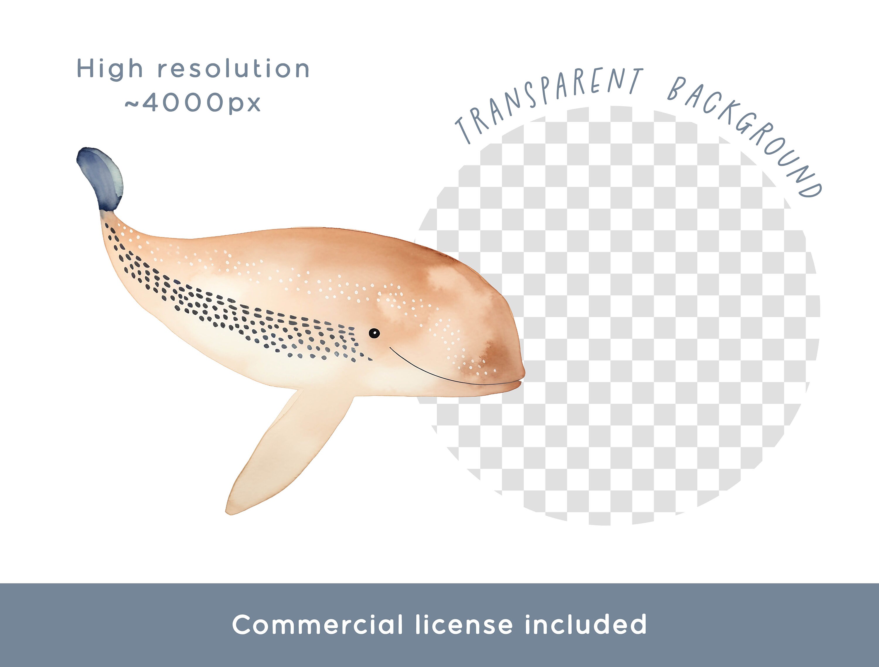 Whale Clipart Bundle Set, Watercolor Boho Whales, Ocean Creatures, PNG ...