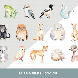 Australian Animal Clipart Bundle - Watercolor Aussie Wildlife PNG for ...