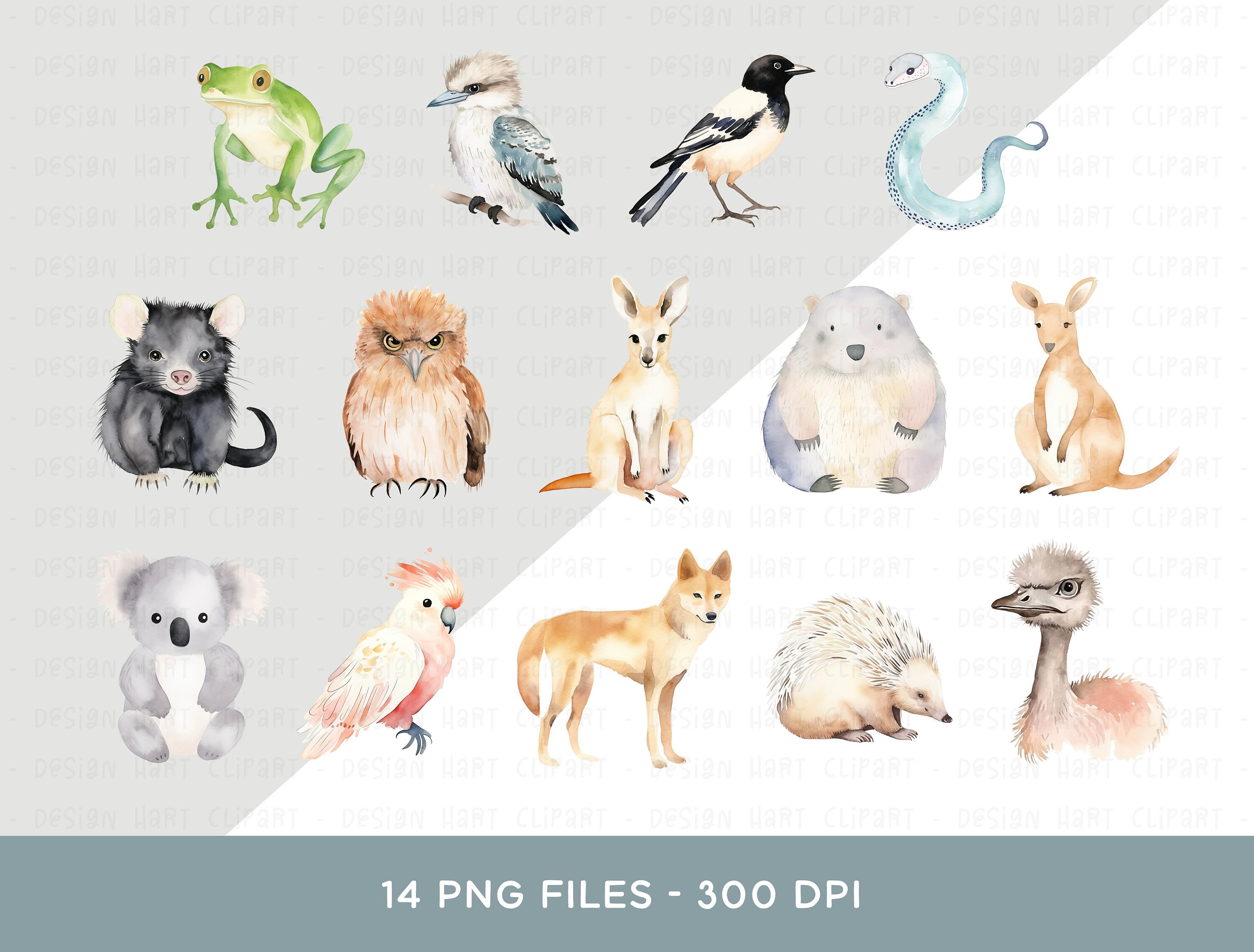 Australian Animal Clipart Bundle Watercolor Aussie Wildlife PNG for ...