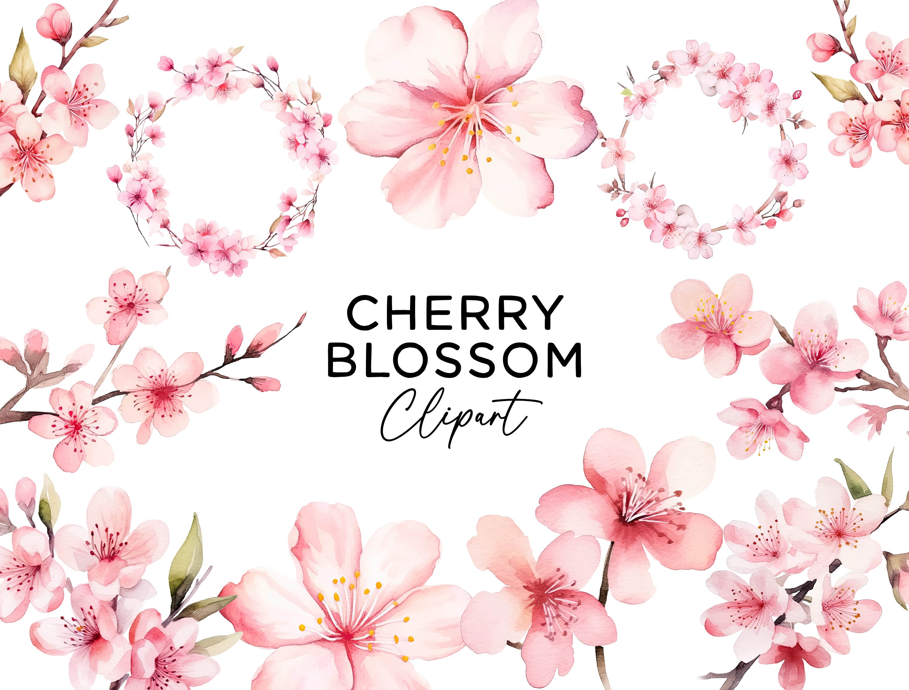 Cherry Blossom Clipart Bundle Set, Spring Flower PNG Watercolor ...