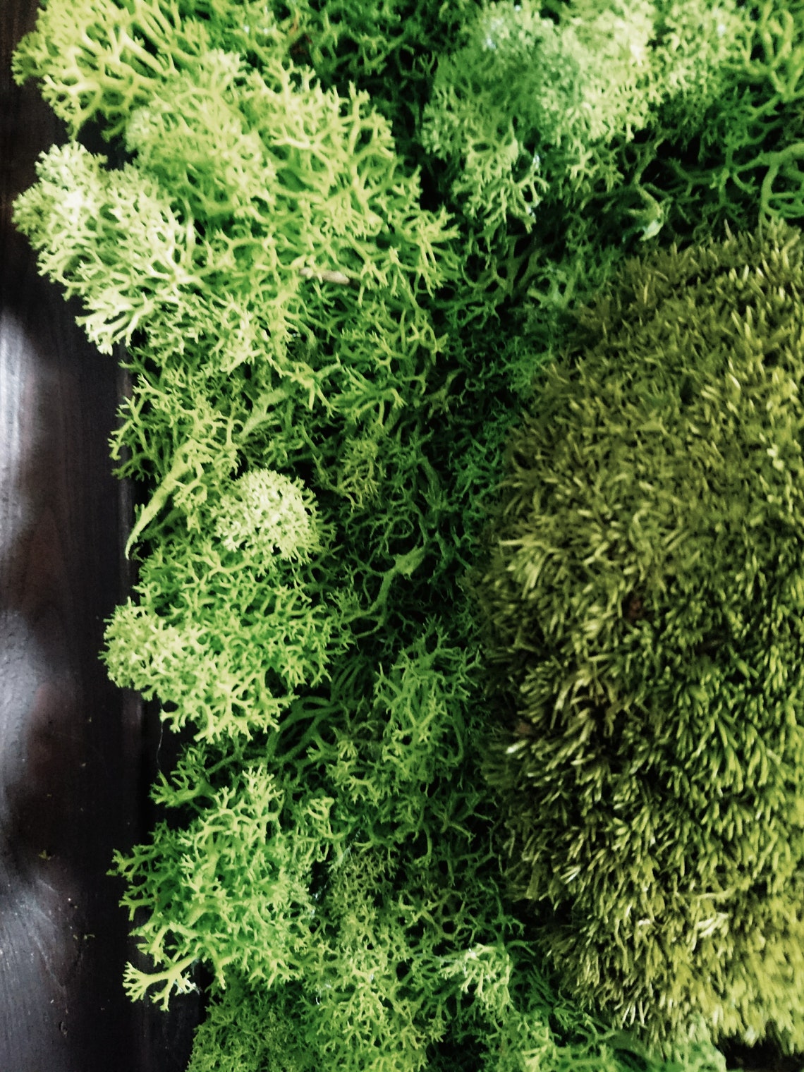 LARGE MOSS WALL / Living Wall Art / House Jungle / Moss Wall - Etsy