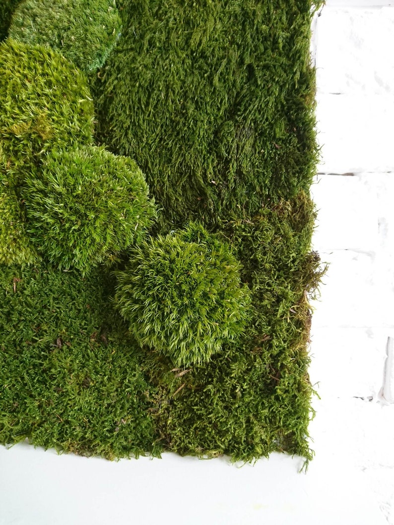 Large Moss Wall Art / Living Wall / House Jungle / Large Moss - Etsy