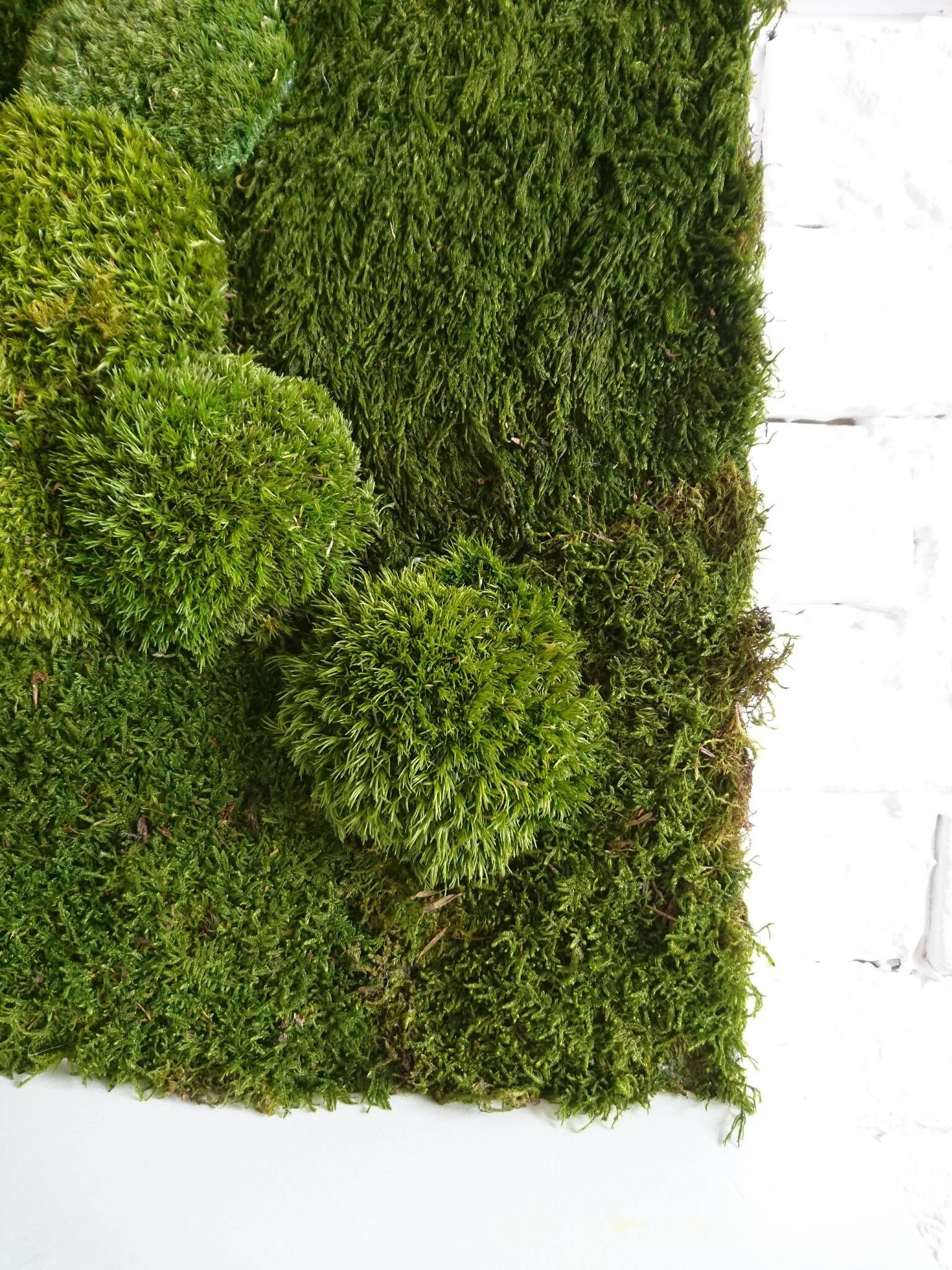 Large Moss Wall Art / Living Wall / House Jungle / Large Moss - Etsy