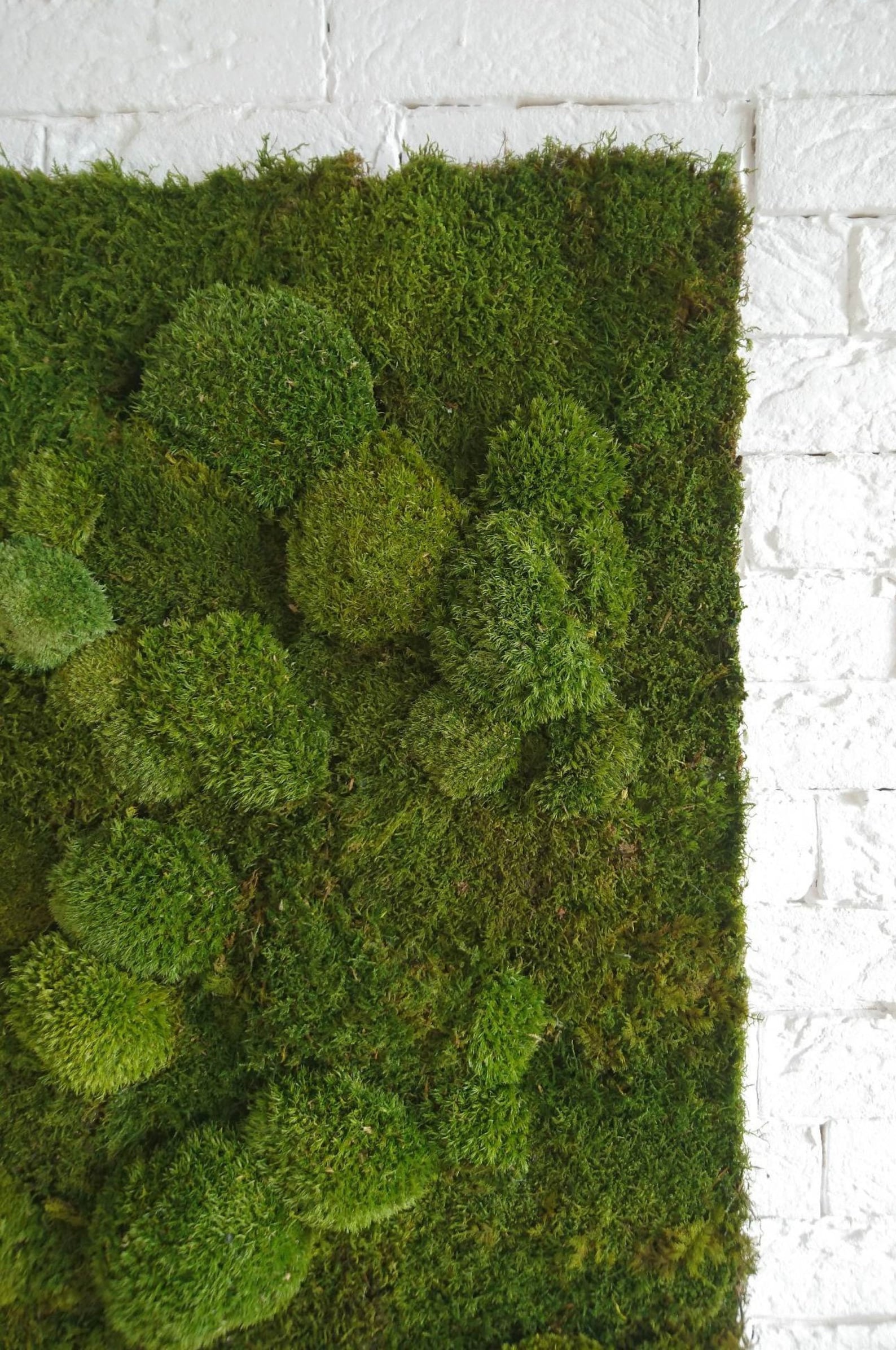 Large Moss Wall Art / Living Wall / House Jungle / Large Moss - Etsy