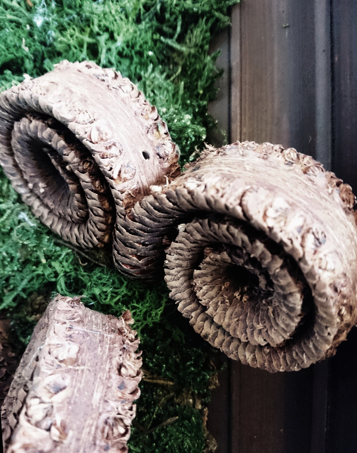 LARGE MOSS WALL / Living Wall Art / House Jungle / Moss Wall | Etsy