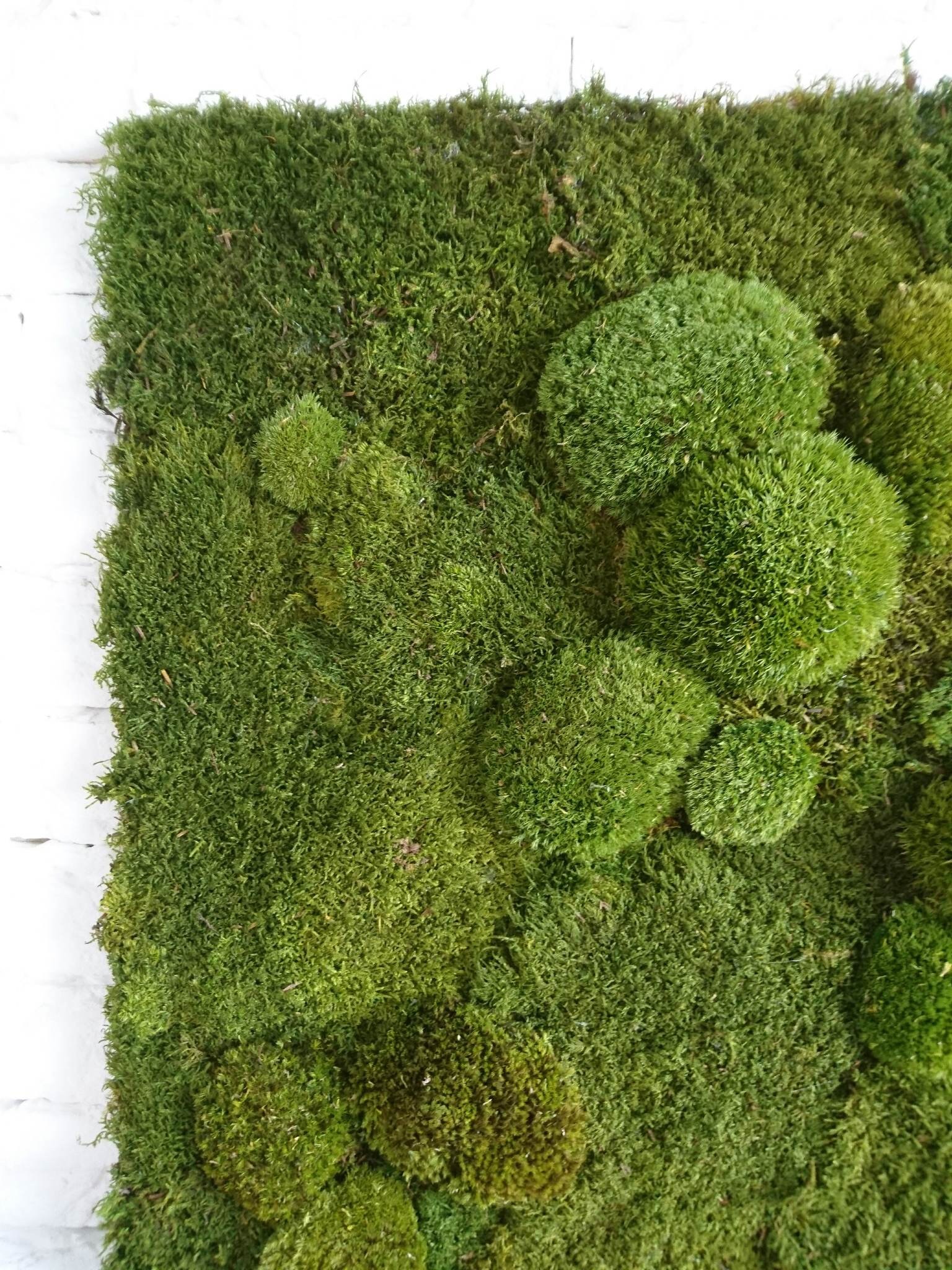 Large Moss Wall Art / Living Wall / House Jungle / Large Moss - Etsy