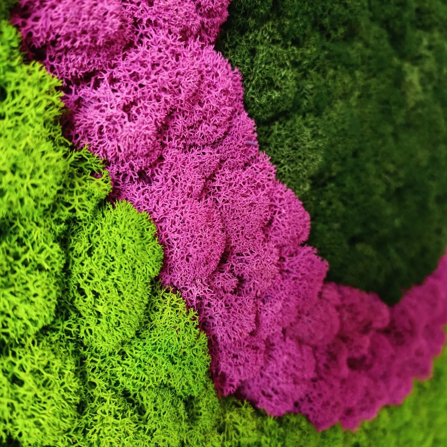 Colorful Moss Wall Art / Two Parts in Frame / Sound Absorber / Sound ...
