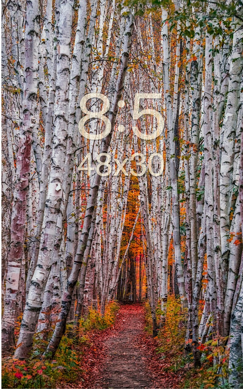 Birches in Fall Colors – Birch Path Foliage Photo Print - NH Wall Art ...