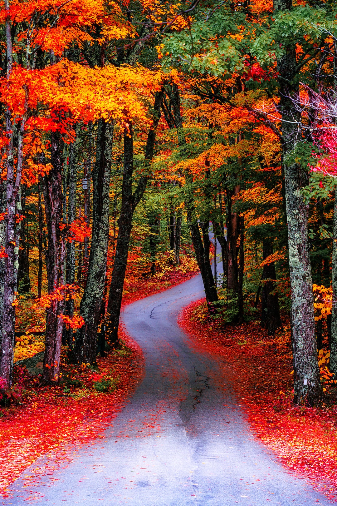 New Hampshire Fall Foliage Print - Winding Road Wall Art | NH White ...