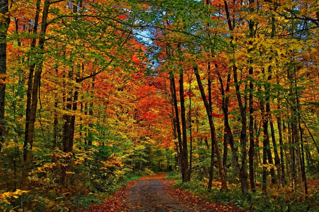New Hampshire Fall - Forest Dirt Road | NH White Mountains Autumn ...