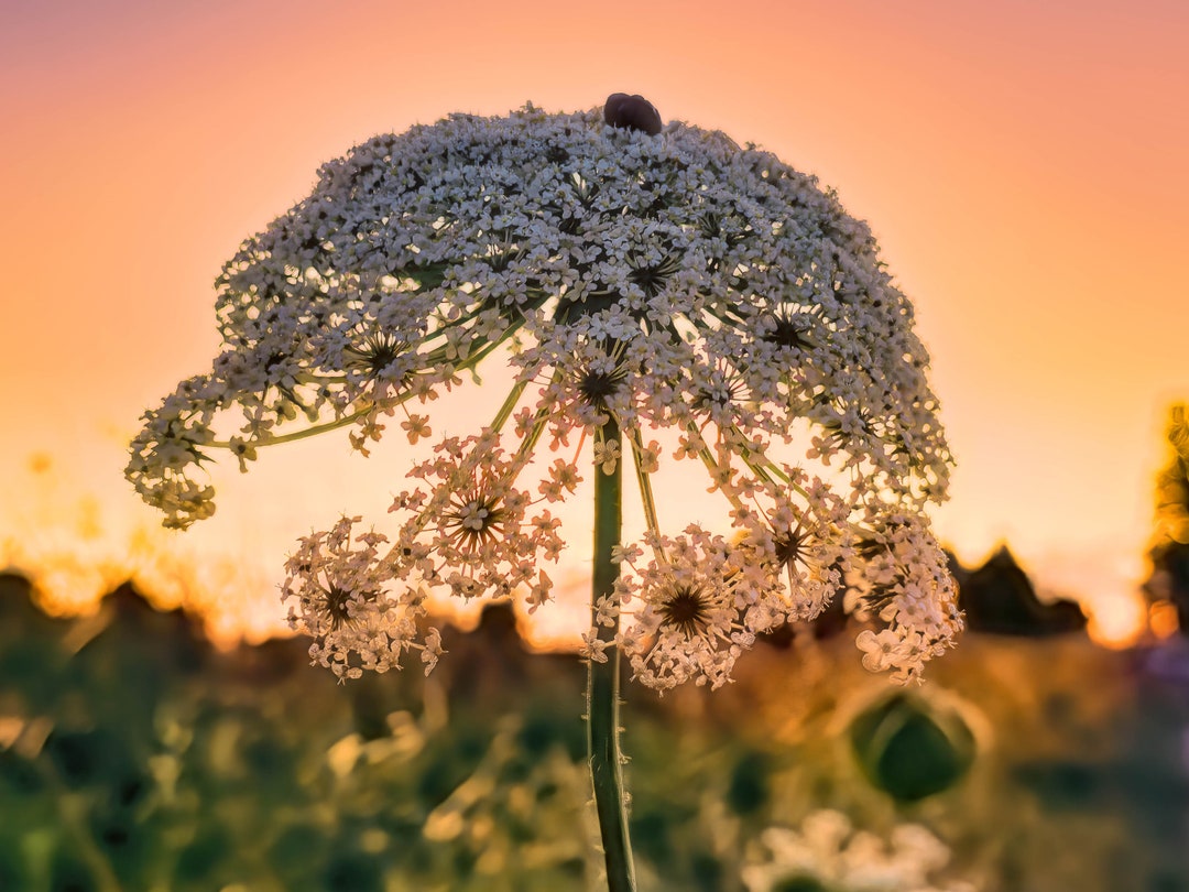 Israel: Queen Anne Lace Flower in Sunset | Israel Nature | Flowers ...